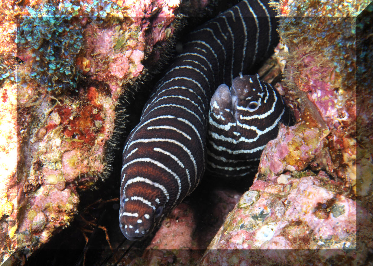 Zebra Eel Zebra Moray" Images – Browse 111 Stock Photos, Vectors,